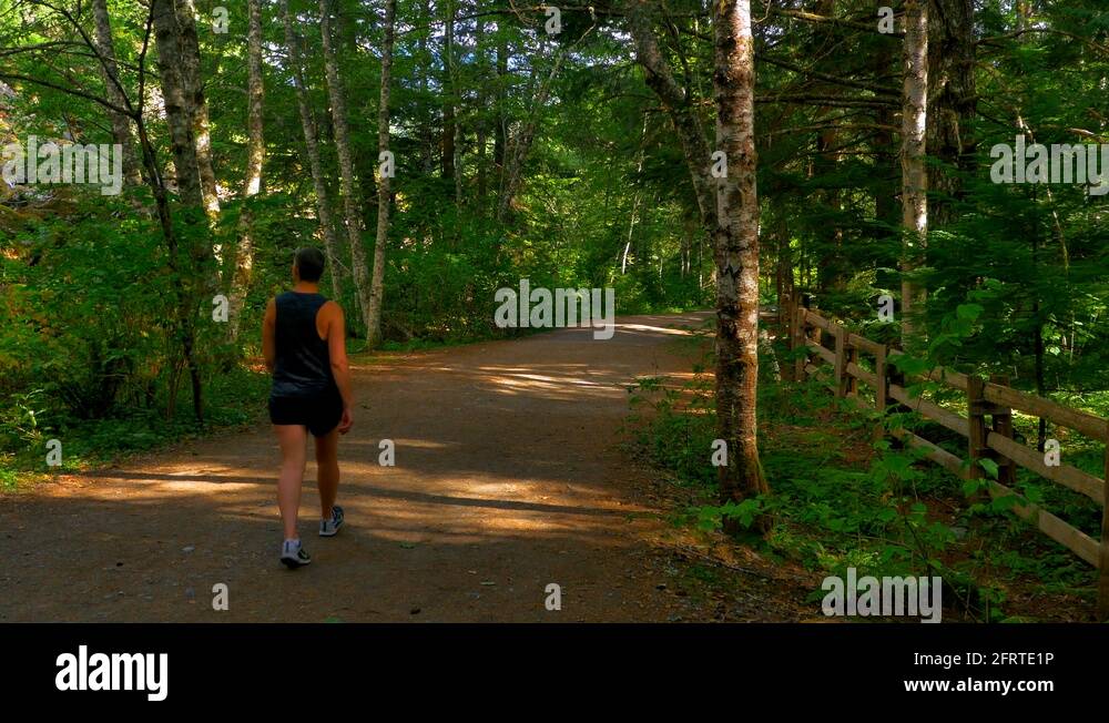 Forked forest path Stock Videos & Footage - HD and 4K Video Clips - Alamy