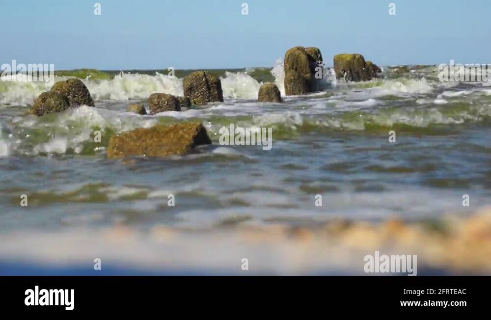 Sea frog Stock Videos & Footage - HD and 4K Video Clips - Alamy