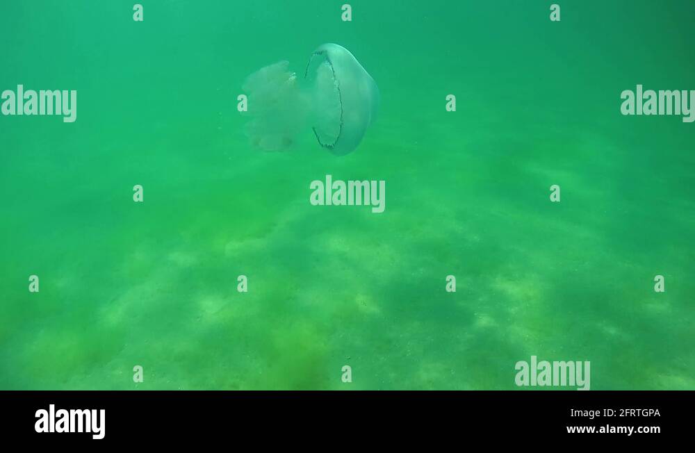 Underwater barrel not sponge Stock Videos & Footage - HD and 4K Video ...