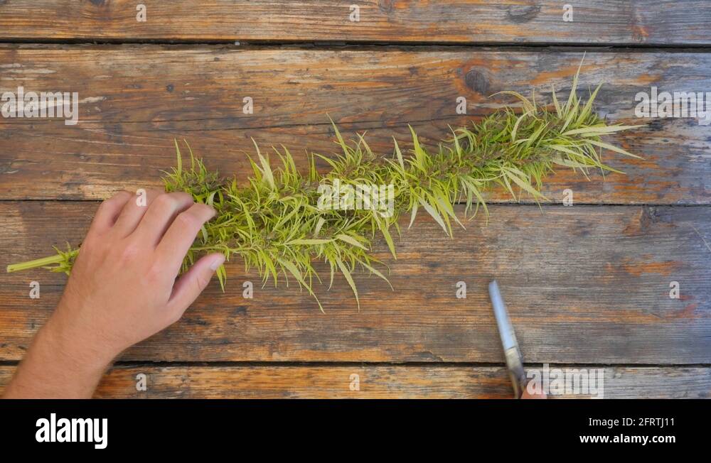 Cannabis Marijuana flower cutting process before drying. top view 4K ...