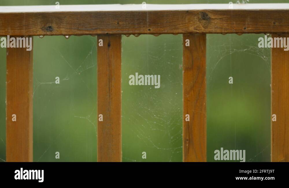 Spider on railing Stock Videos & Footage - HD and 4K Video Clips - Alamy