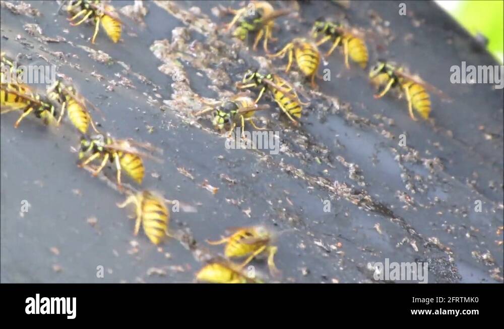Common wasps feeding Stock Videos & Footage - HD and 4K Video Clips - Alamy