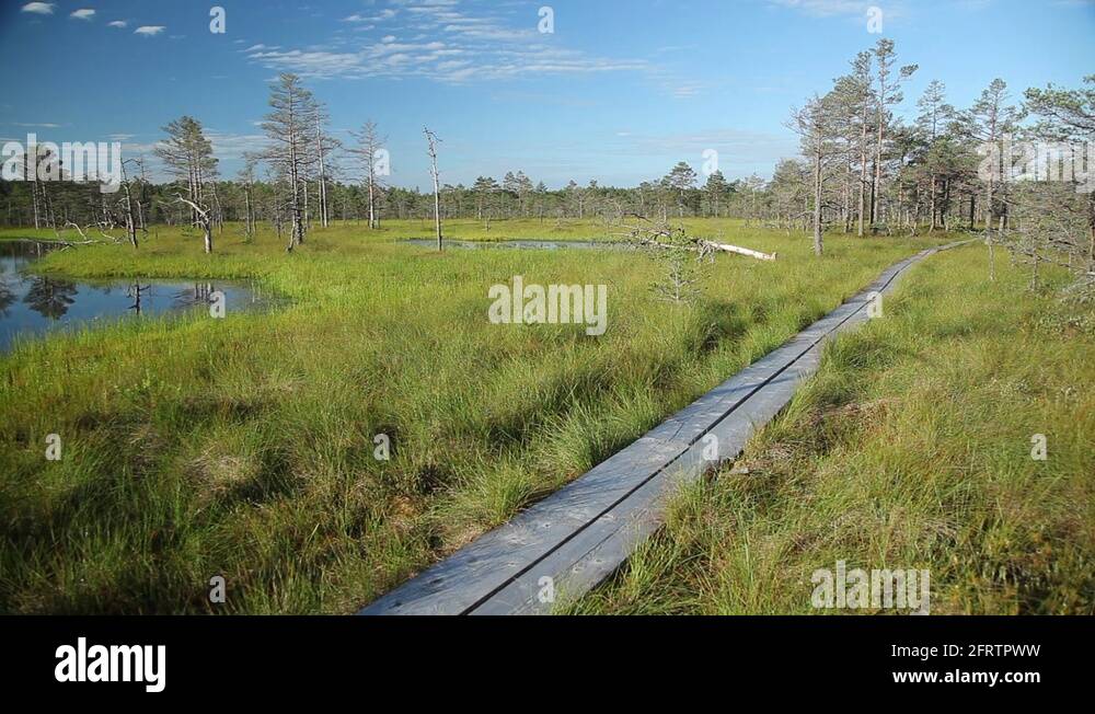 Bog trail Stock Videos & Footage - HD and 4K Video Clips - Alamy