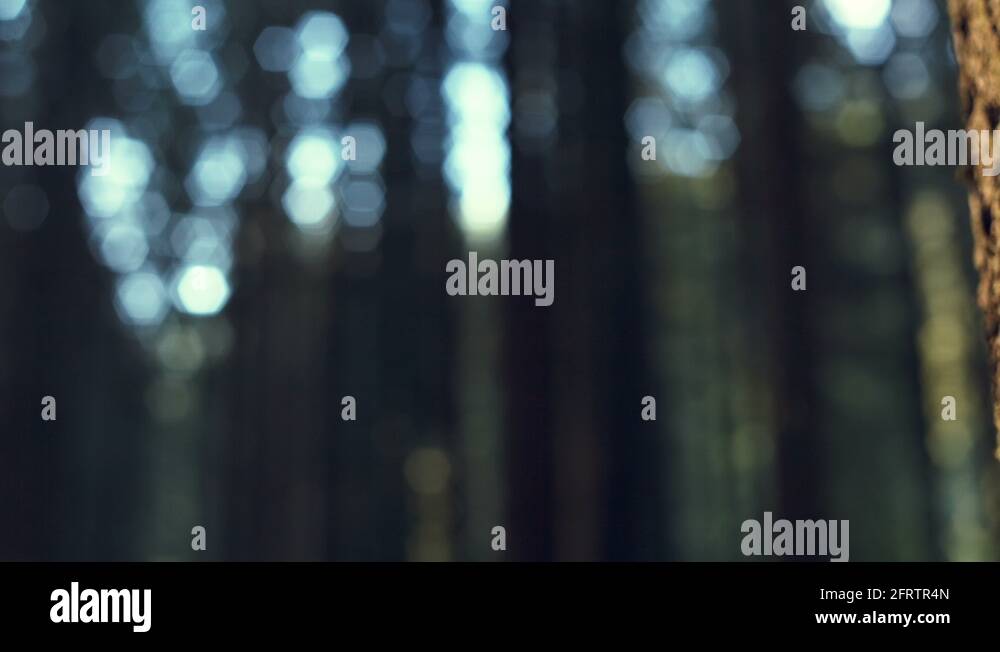 Tree bark frame border copy Stock Videos & Footage - HD and 4K Video ...