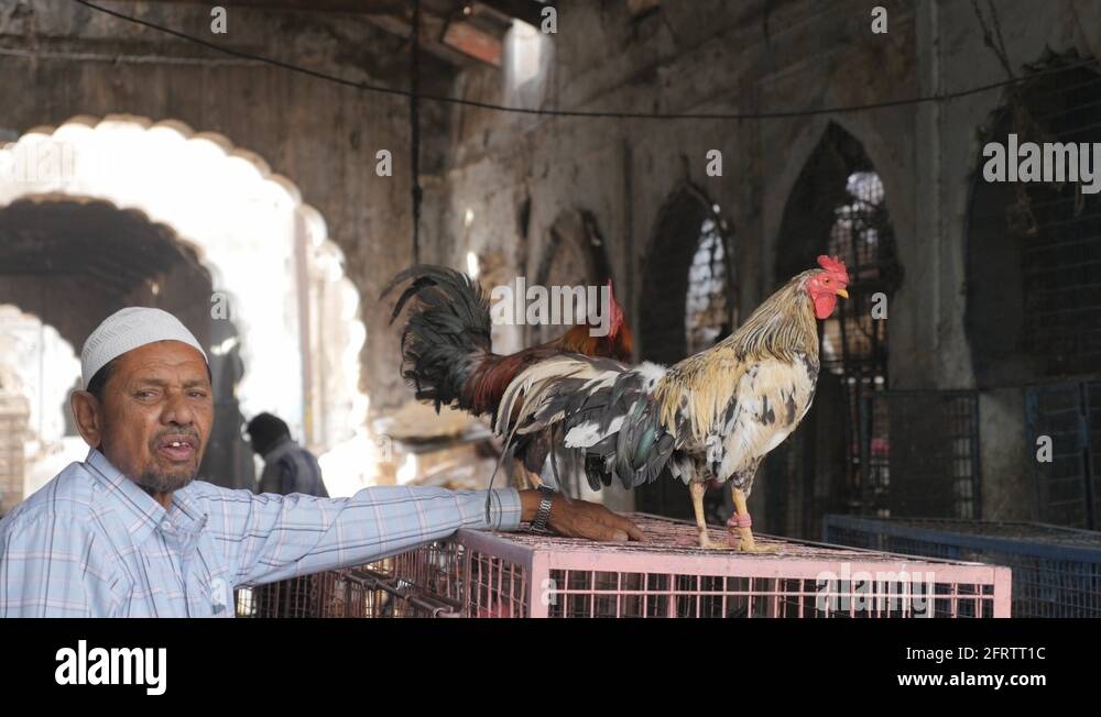 Muslim chicken Stock Videos & Footage - HD and 4K Video Clips - Alamy