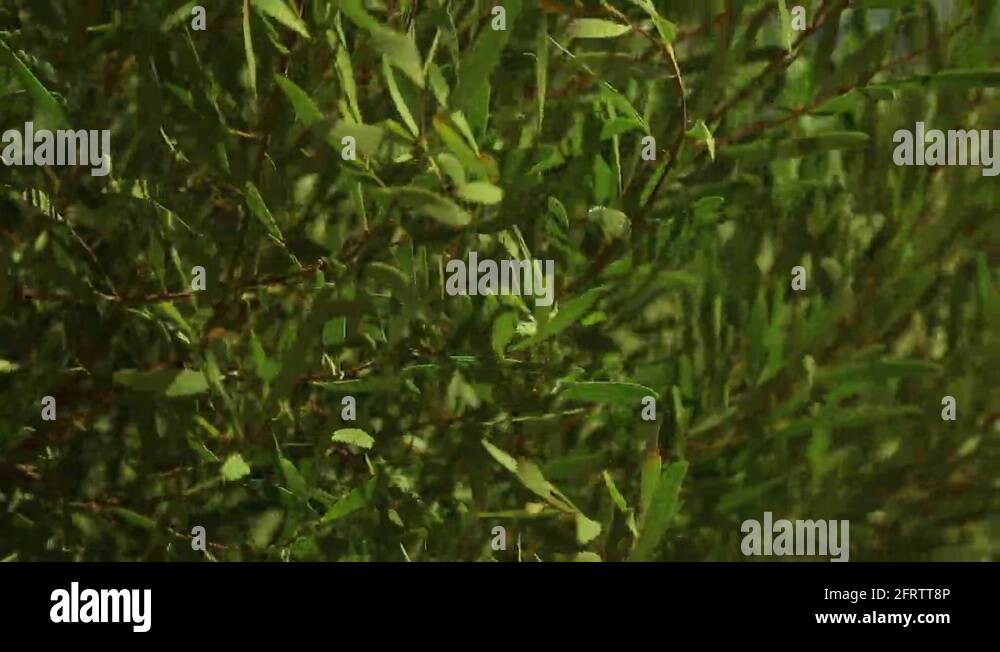 Plants blowing in the wind Stock Videos & Footage - HD and 4K Video ...