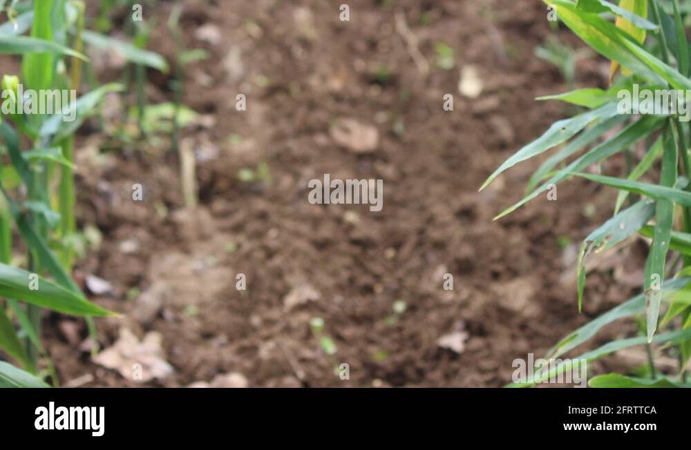 Intercropping Stock Videos & Footage - HD and 4K Video Clips - Alamy