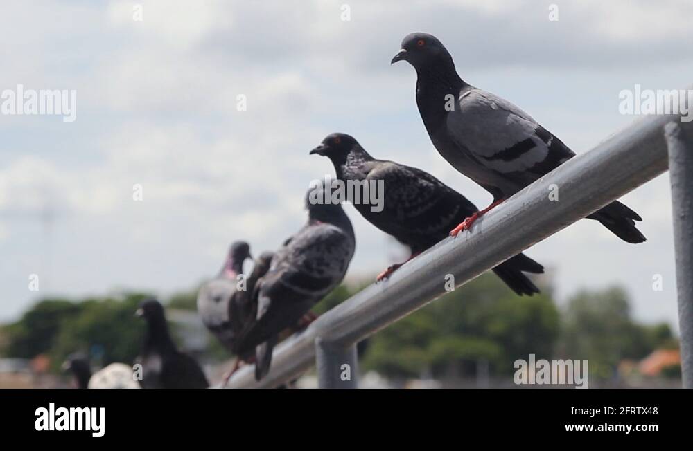 Pigeons at bar Stock Videos & Footage - HD and 4K Video Clips - Alamy