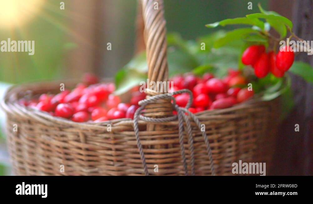 Dogberry Stock Videos & Footage - HD and 4K Video Clips - Alamy