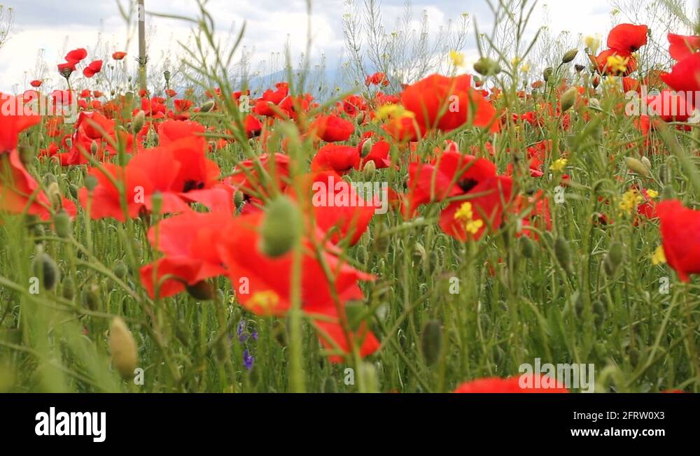 Splendid purple Stock Videos & Footage - HD and 4K Video Clips - Alamy