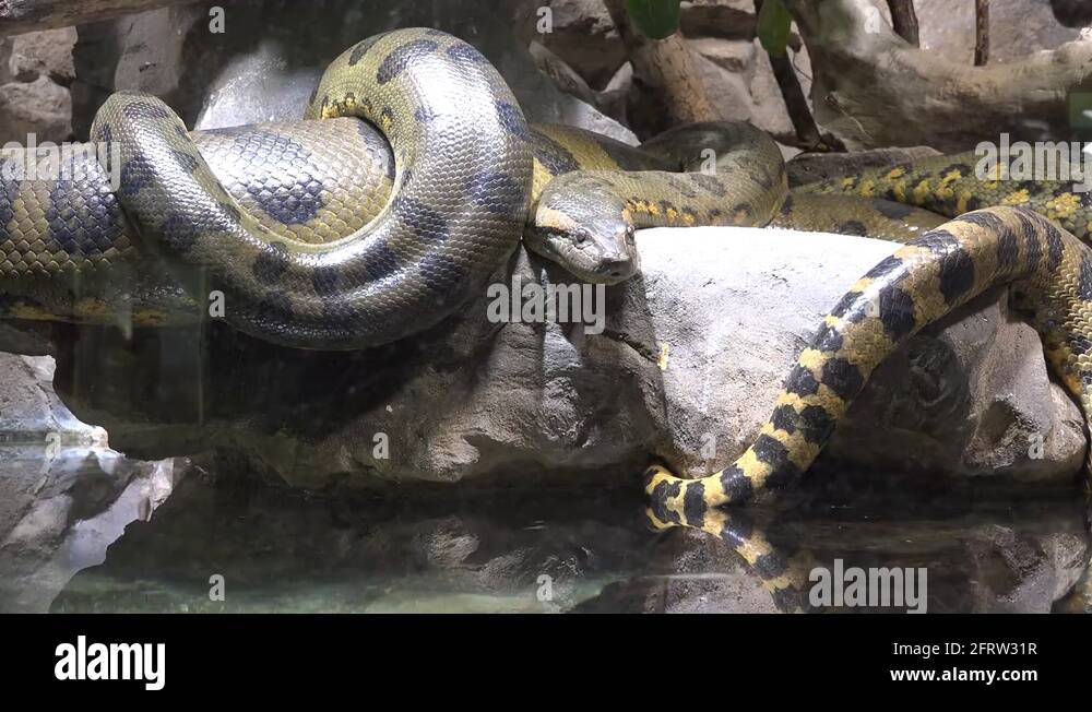 Prey anaconda Stock Videos & Footage - HD and 4K Video Clips - Alamy