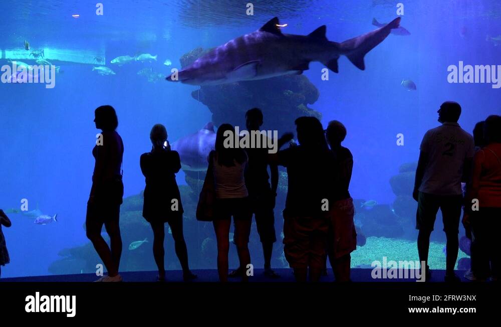 People silhouettes looking at the fish , shark swimming in big aquarium ...
