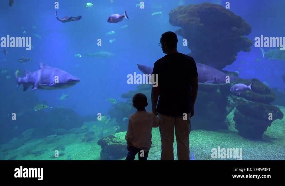 Father and happy son holding hands admire the fish, the shark from big ...
