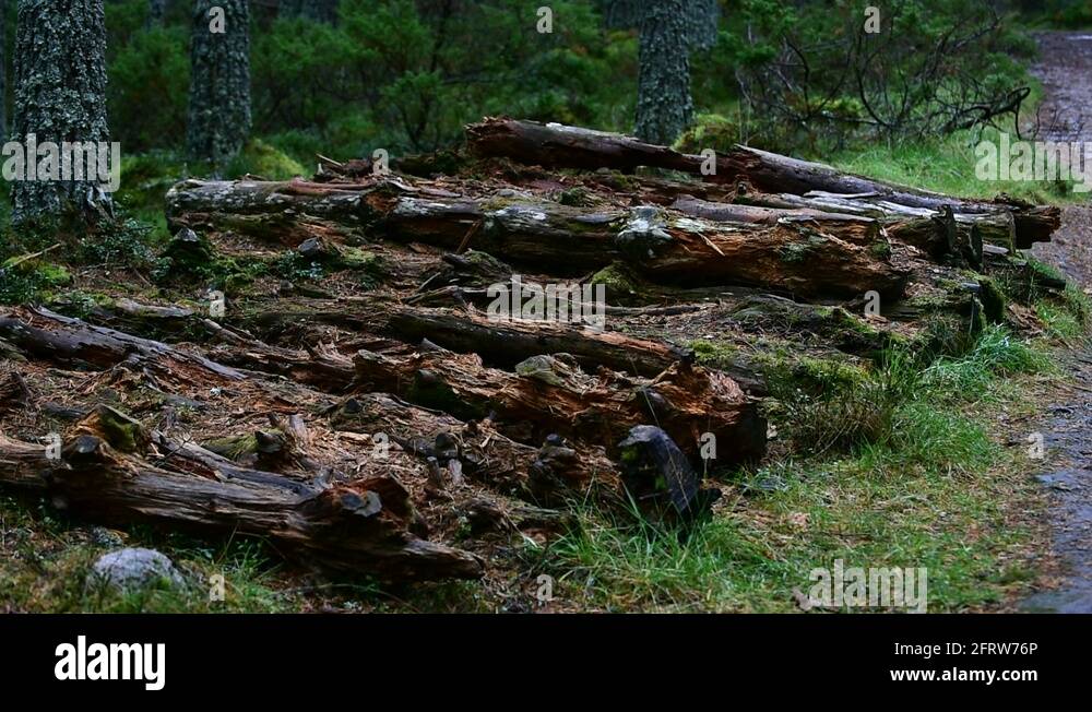 Dead wood log pile for insects Stock Videos & Footage - HD and 4K Video ...