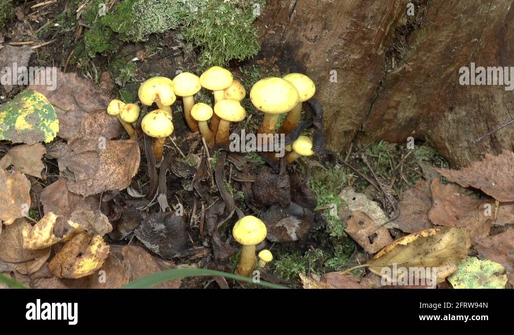 Toadstool close up Stock Videos & Footage - HD and 4K Video Clips - Alamy