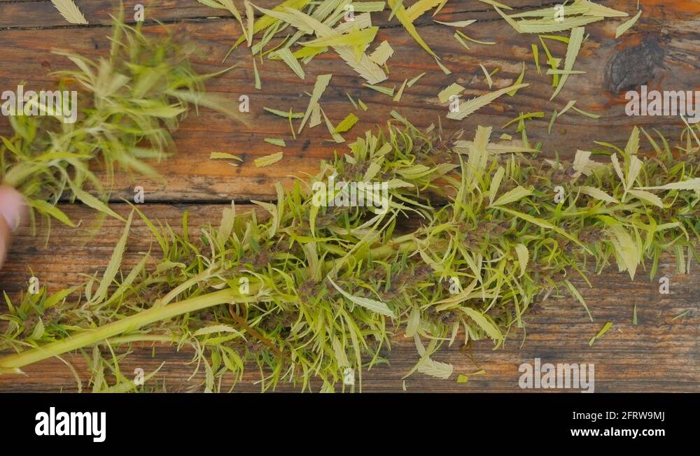 Cannabis Marijuana flower cutting process before drying. top view 4K ...