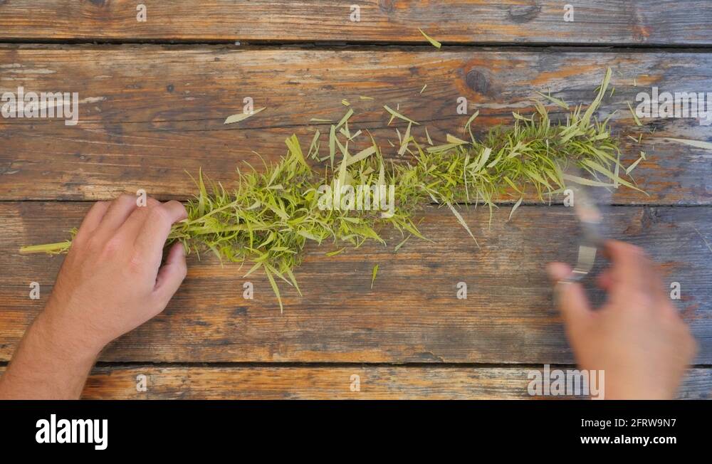 Cannabis Marijuana flower cutting process before drying. top view 4K ...