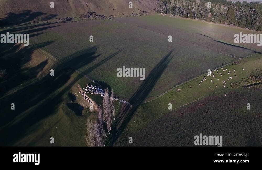 Sheep farm gate Stock Videos & Footage - HD and 4K Video Clips - Alamy