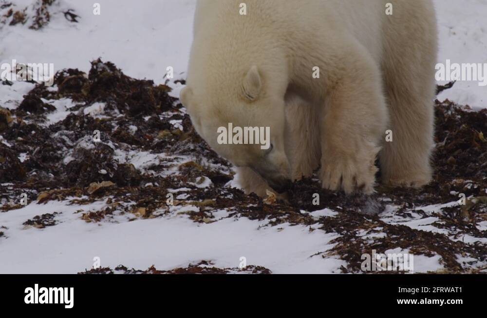 Using claws Stock Videos & Footage - HD and 4K Video Clips - Alamy