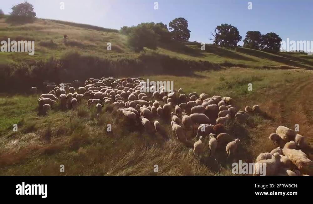 Man with sheep Stock Videos & Footage - HD and 4K Video Clips - Alamy
