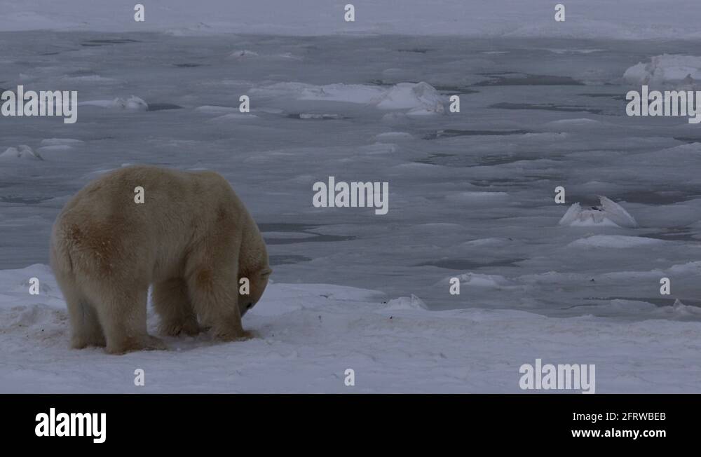 Bear at dusk Stock Videos & Footage - HD and 4K Video Clips - Alamy