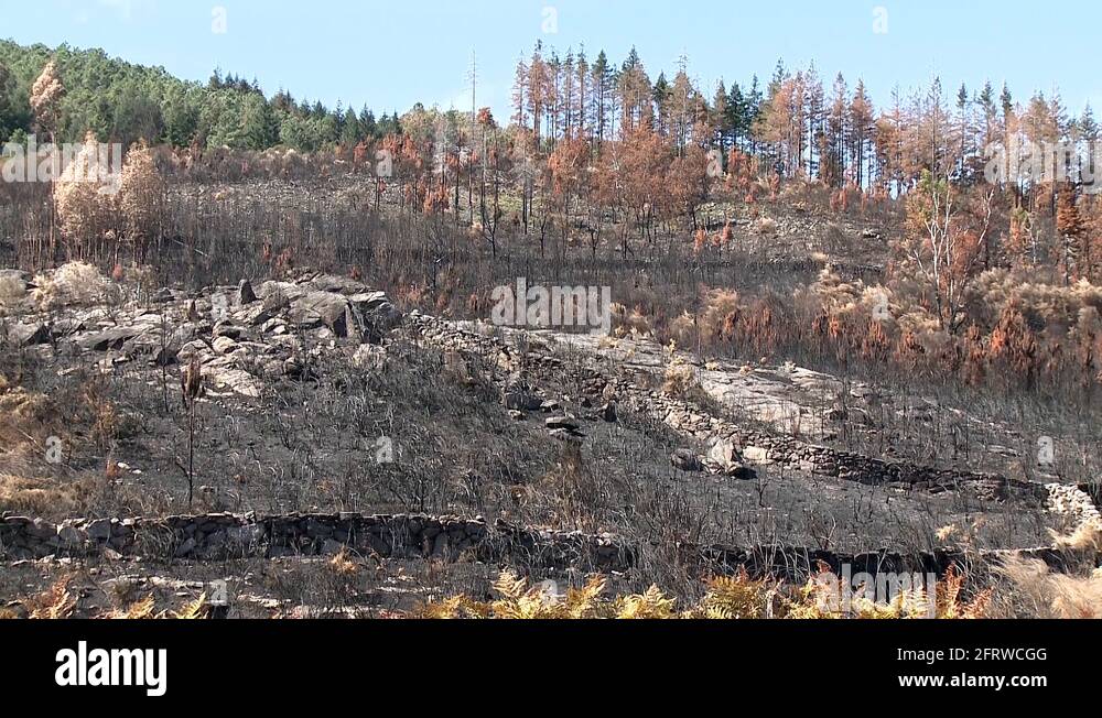burnt pine tree forest deforestation fire natural disaster Stock Video ...