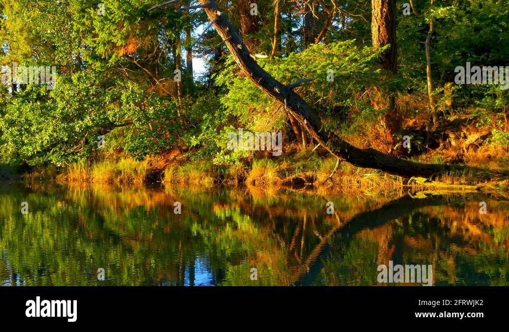 Foliage nature reflection trees Stock Videos & Footage - HD and 4K ...