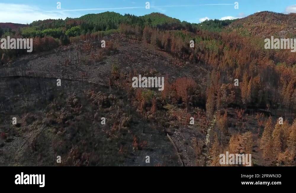burnt pine tree forest deforestation fire disaster Aerial view overhead ...