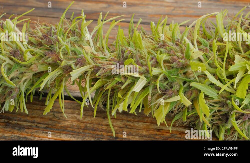 Cannabis Marijuana flower cutting process before drying. top view 4K ...