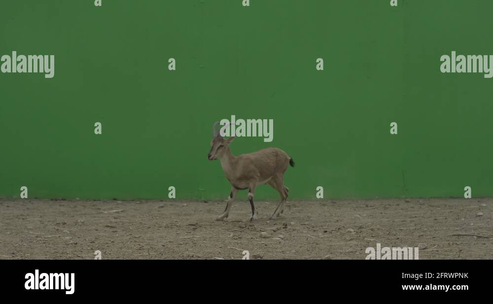 Screen goat Stock Videos & Footage - HD and 4K Video Clips - Alamy