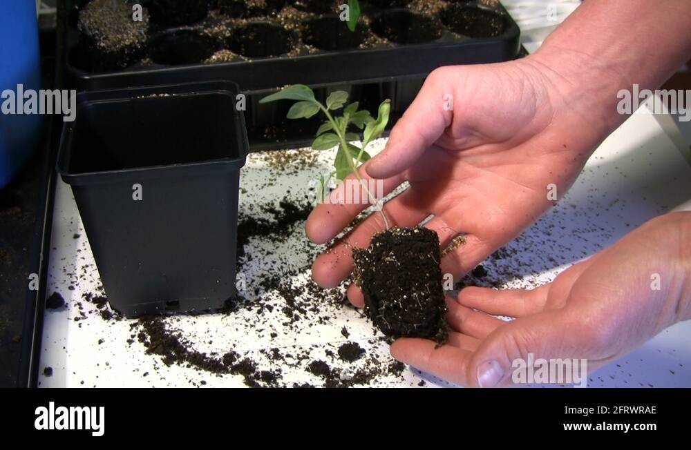 Repot Stock Videos & Footage - HD and 4K Video Clips - Alamy