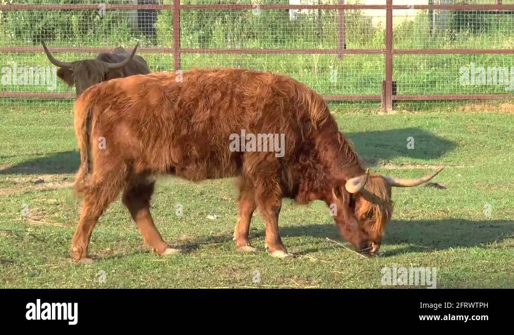 Scottish bull Stock Videos & Footage - HD and 4K Video Clips - Alamy