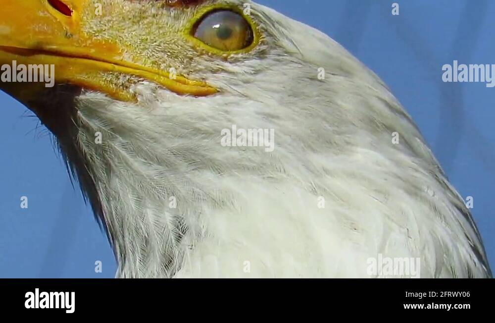 Bald eagle close-up Stock Video Footage - Alamy