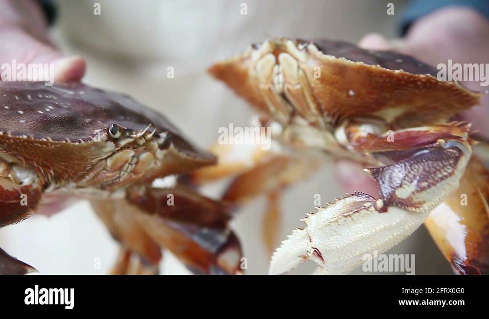 Dungeness crabs alive Stock Videos & Footage - HD and 4K Video Clips ...