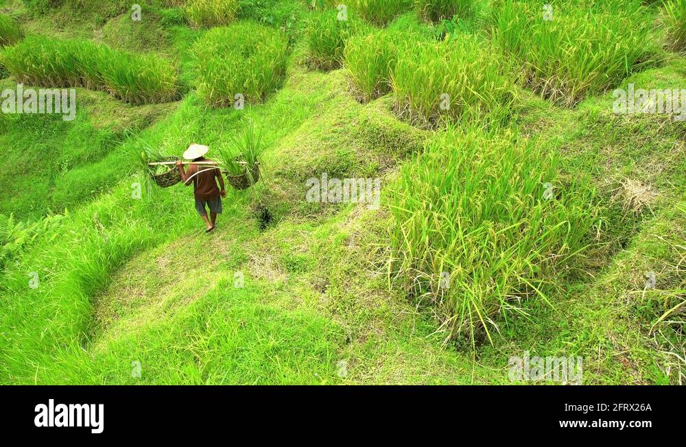 Traditional hillside rice farm in Bali with Asian male worker carrying ...