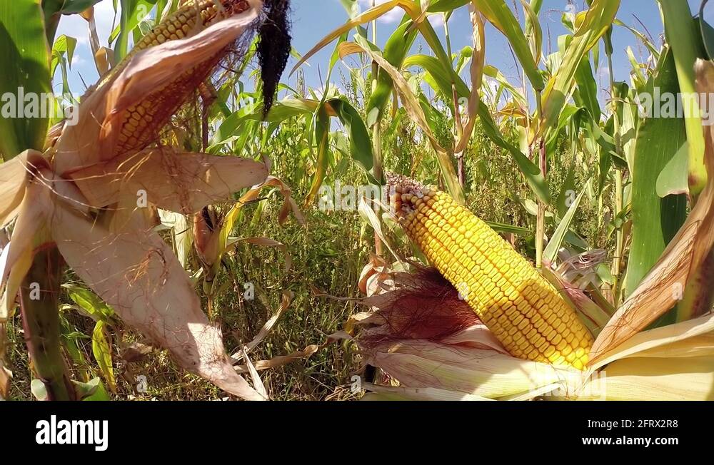 Sweet Corn Tassel Stock Videos And Footage Hd And 4k Video Clips Alamy