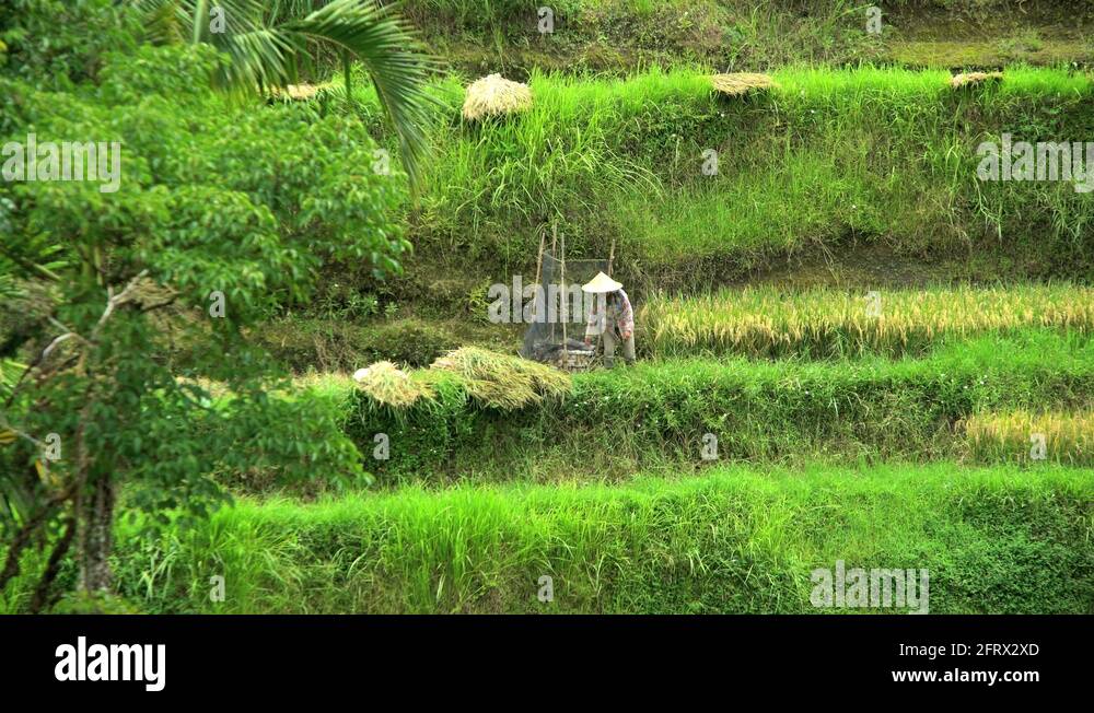 Bali, Indonesia - UNESCO World Heritage Site in Bali with female Stock ...
