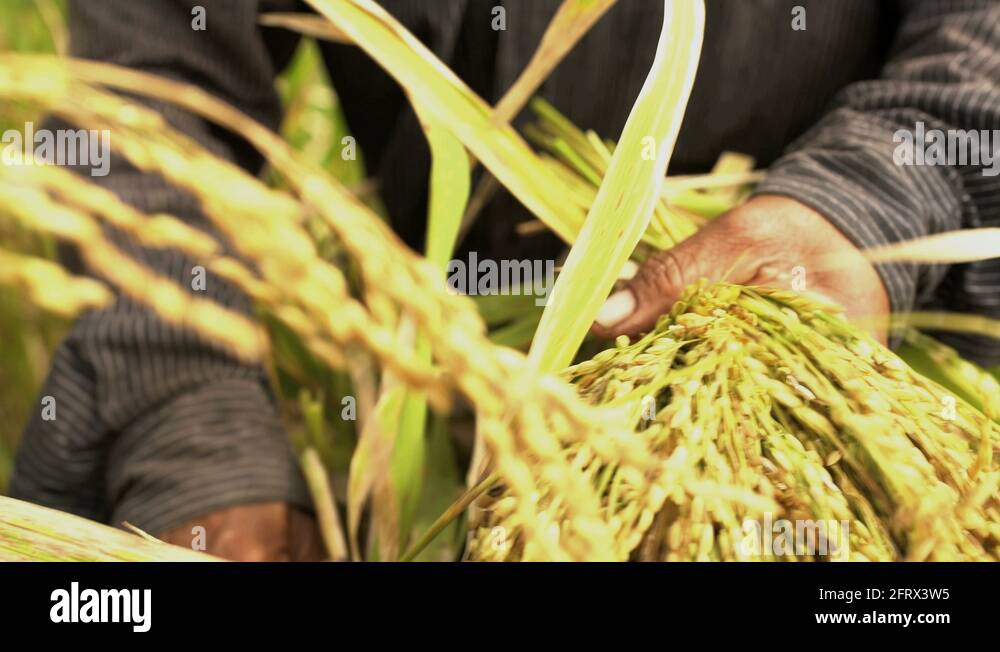 Traditional Indonesian female worker picking rice crop plant from ...