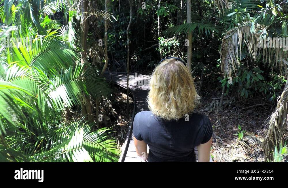 Female walking on Boardwalk through lush green foliage of Daintree ...