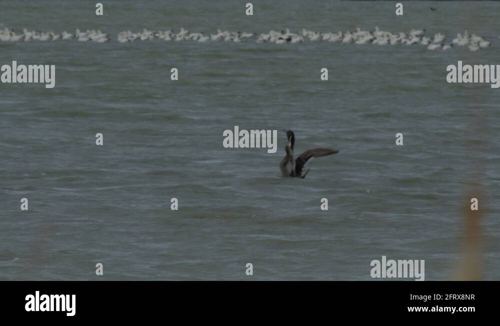 Duck raft Stock Videos & Footage - HD and 4K Video Clips - Alamy