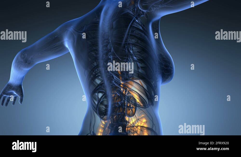 loop science anatomy scan of human digestive system glowing with yellow ...