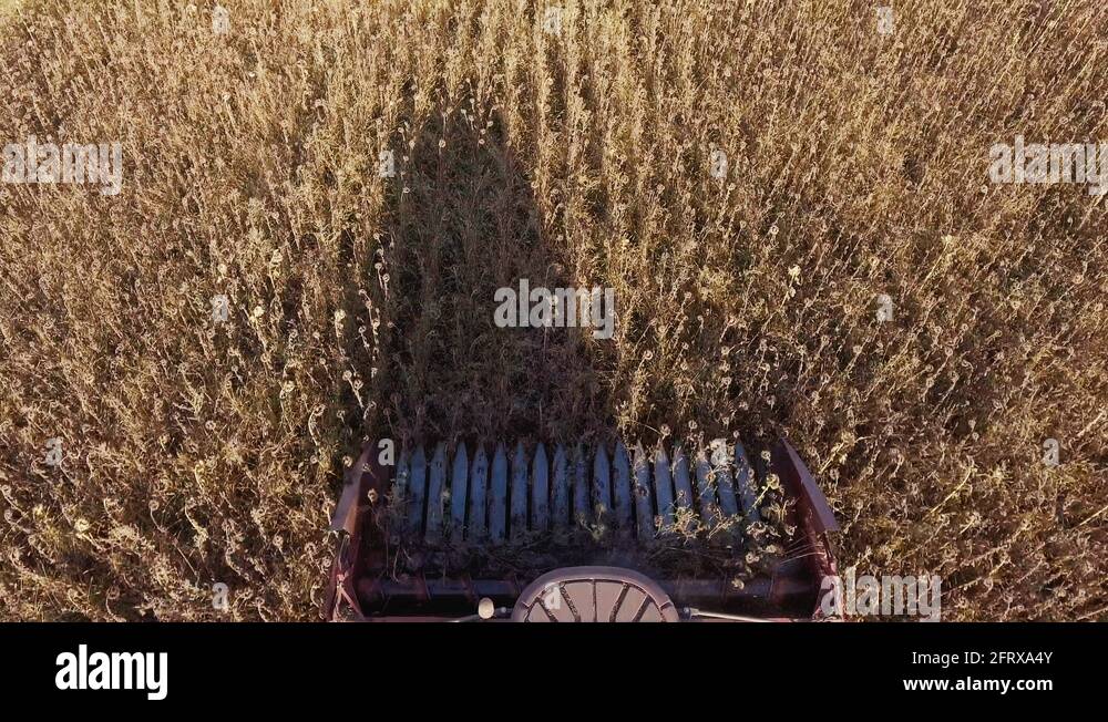 Harvesting sunflower. View vertically on top of the combine mechanism ...