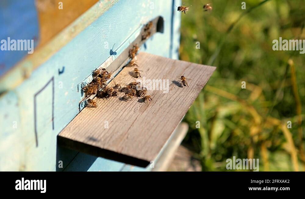 Disappearing bees Stock Videos & Footage - HD and 4K Video Clips - Alamy