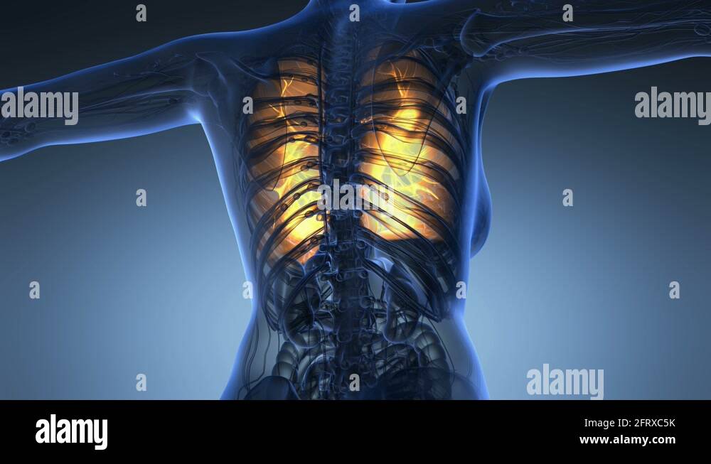 loop science anatomy scan of human lungs glowing with yellow Stock ...
