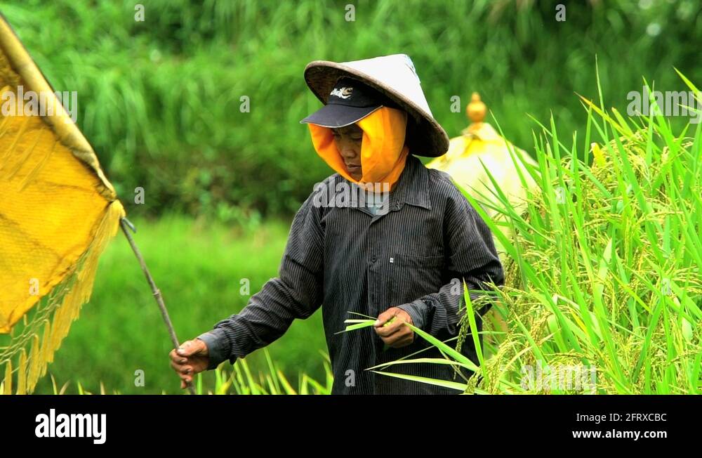 Traditional scarecrow Stock Videos & Footage - HD and 4K Video Clips ...