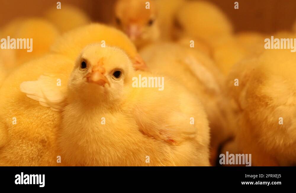 1 poultry Stock Videos & Footage - HD and 4K Video Clips - Alamy