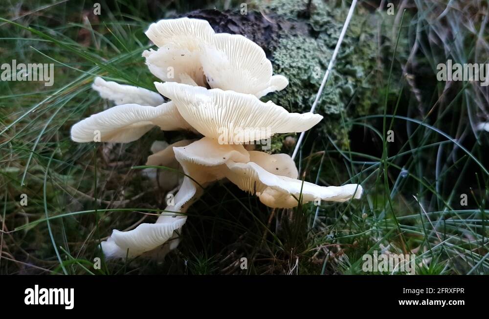 Ground fungi habitat Stock Videos & Footage - HD and 4K Video Clips - Alamy