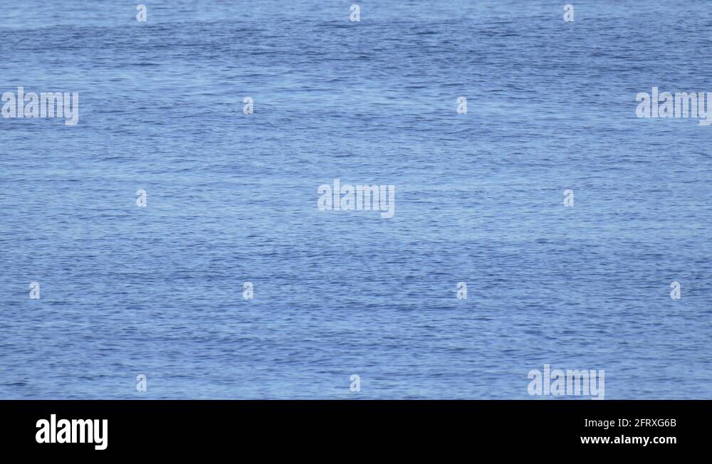 Dolphin blue dolphin Stock Videos & Footage - HD and 4K Video Clips - Alamy