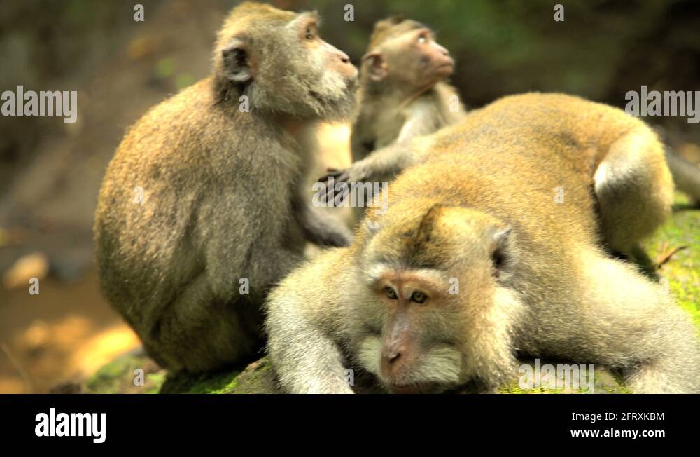 Primates in nature Stock Videos & Footage - HD and 4K Video Clips - Alamy