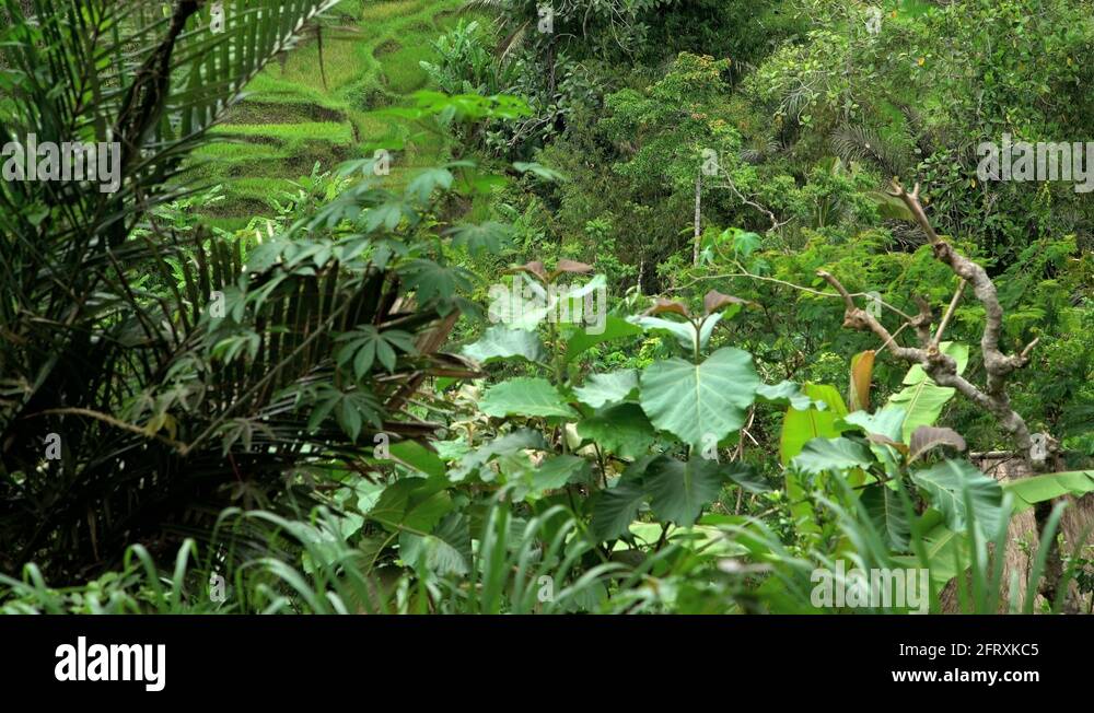 Terrace farming hillside Stock Videos & Footage - HD and 4K Video Clips ...